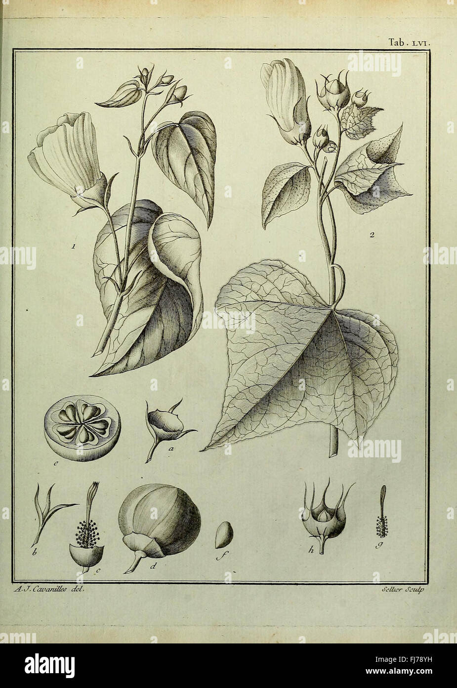 Monadelphiae classification hi-res stock photography and images - Alamy