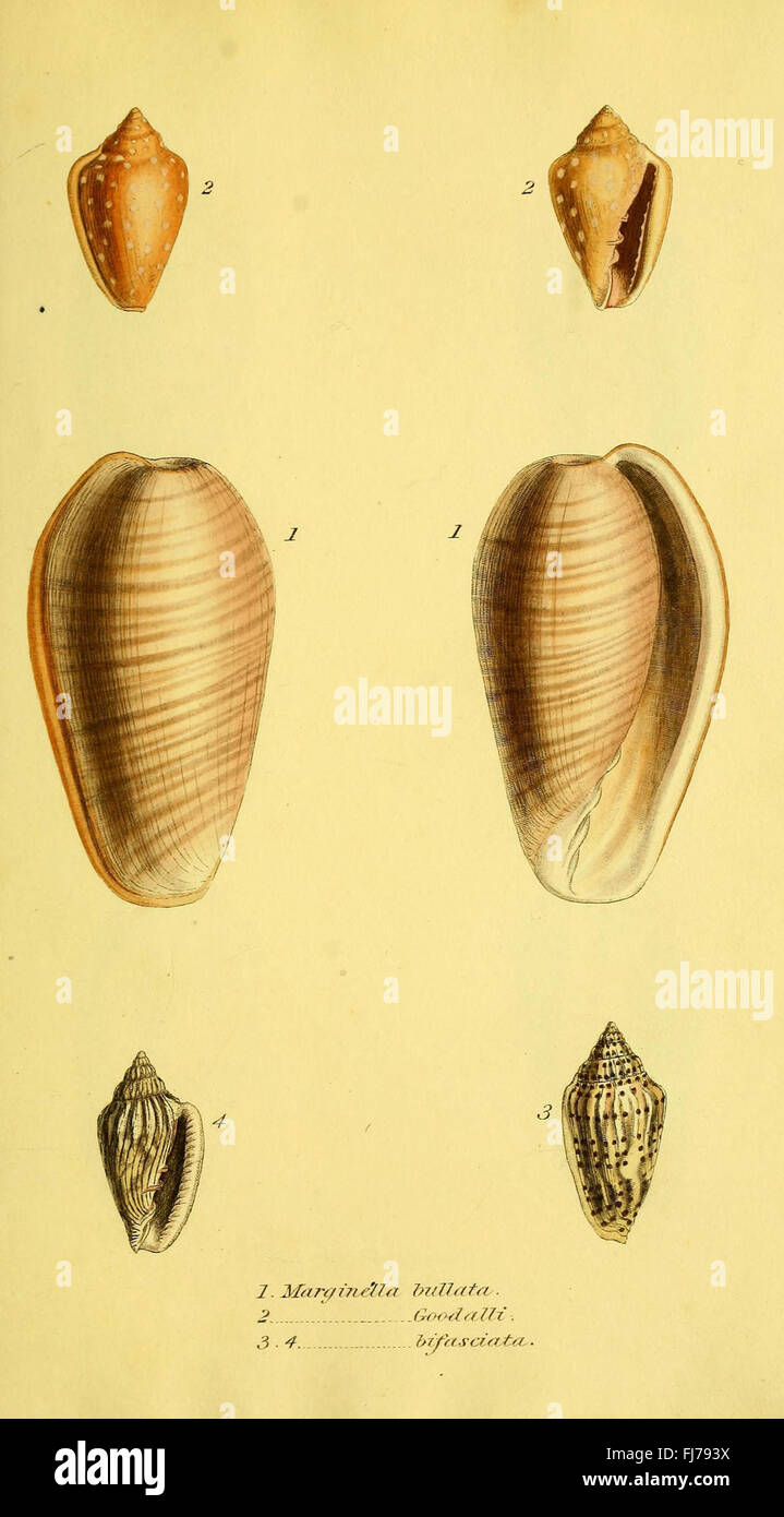 A catalog documenting the shells in the collection of the late Earl of ...