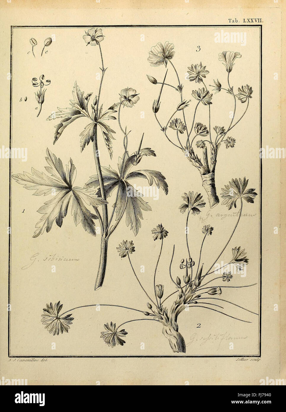 An early botanical work providing a detailed analysis of a specific ...
