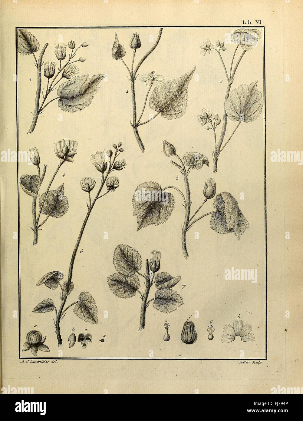 An illustration from 'Monadelphiae Classis Dissertationes Decem', Tab ...