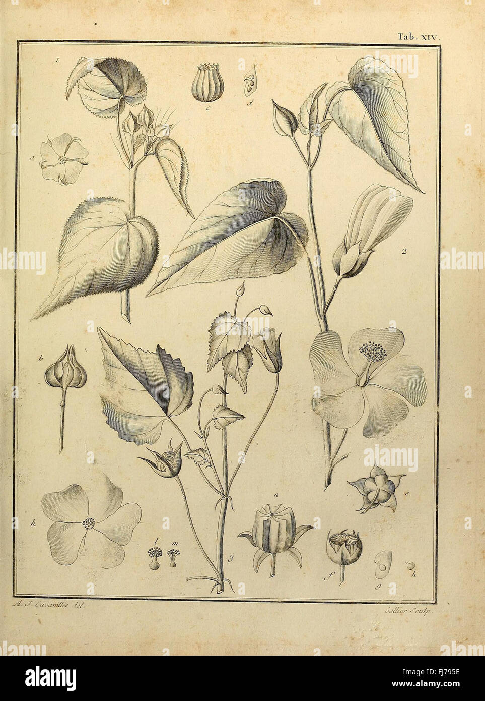 A Botanical Work Detailing The Classification And Characteristics Of Plants Within The