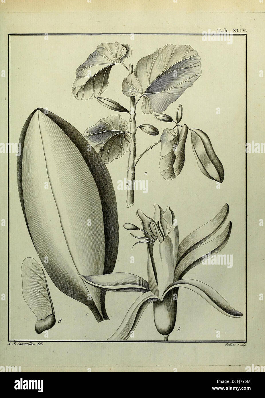 Monadelphiae classification hi-res stock photography and images - Alamy