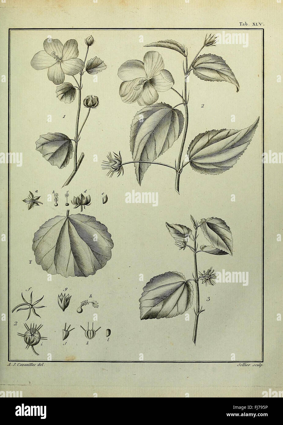 Monograph of the Class Monadelphia, Pictorial Works on Spermatophyta ...