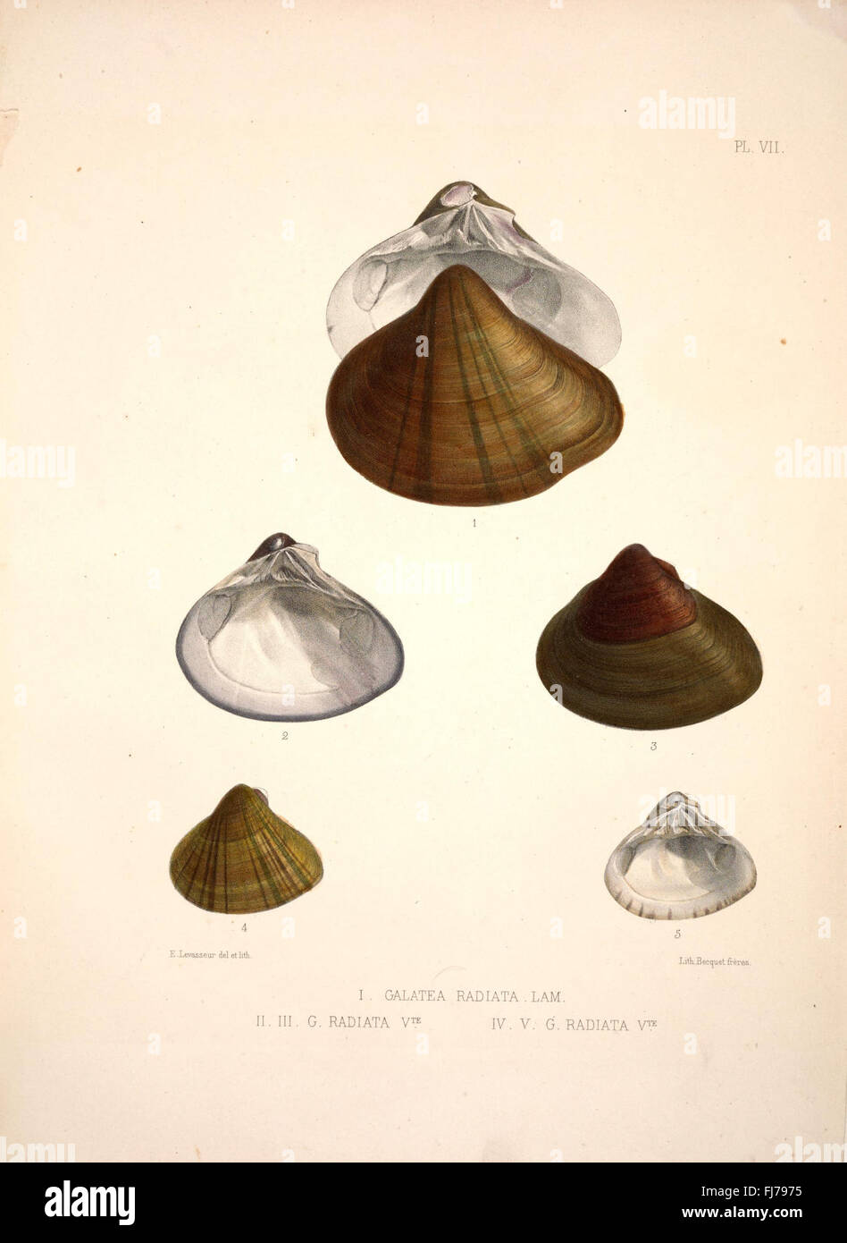 Molluscan genera hi-res stock photography and images - Alamy
