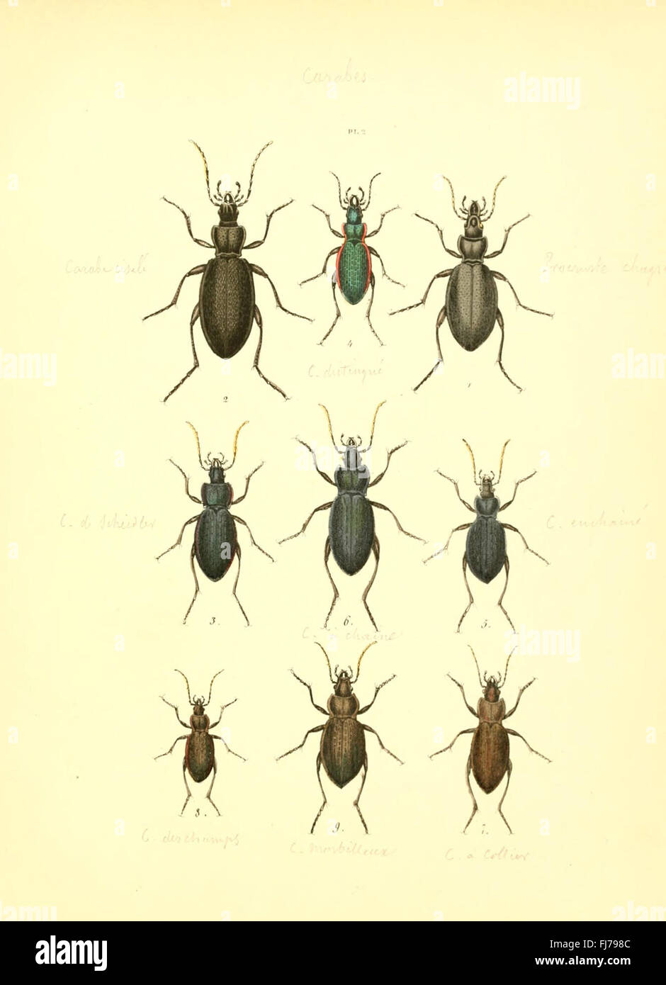 An illustrated work on insects, featuring detailed depictions of ...