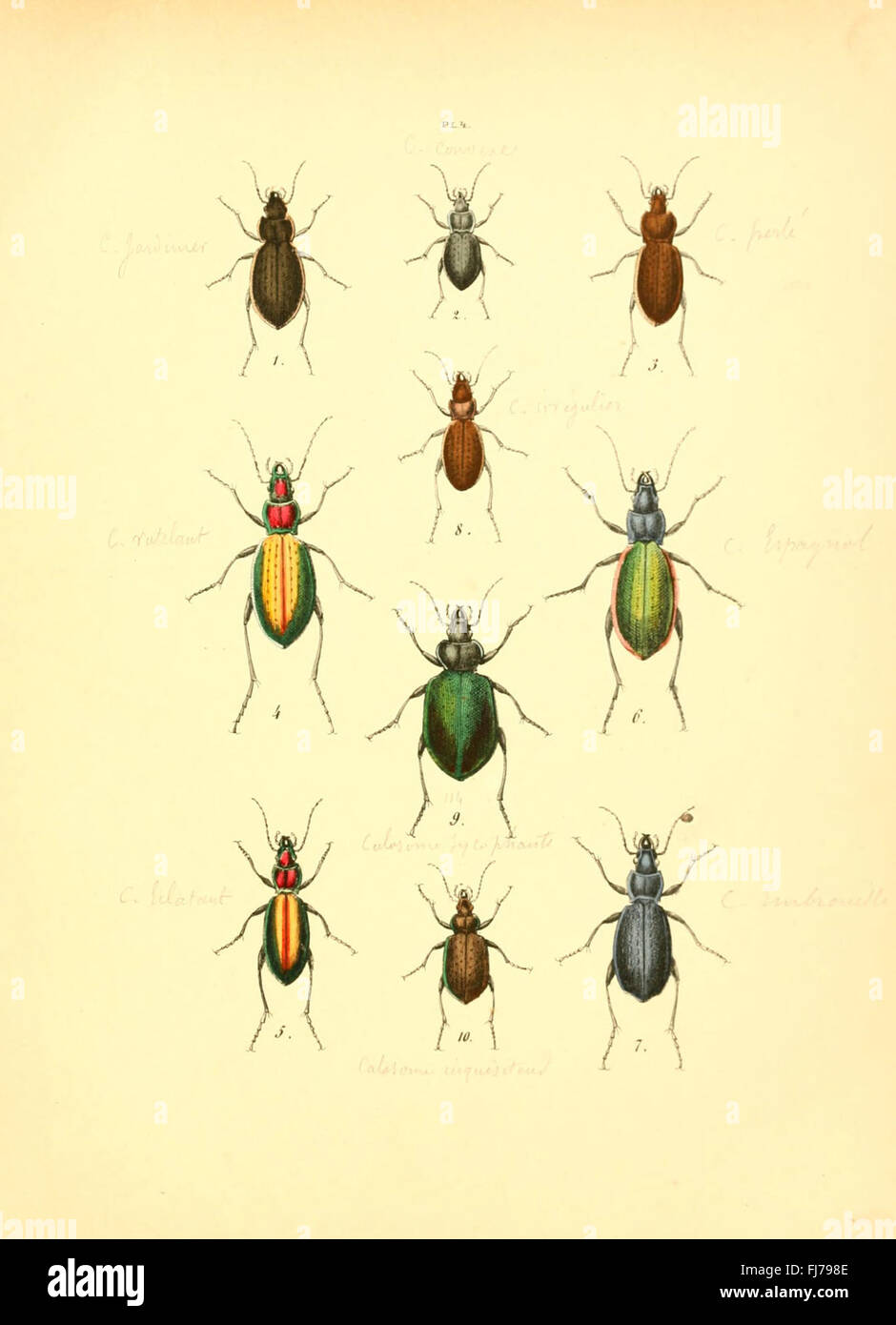 Detailed depictions of various beetles hi-res stock photography and ...
