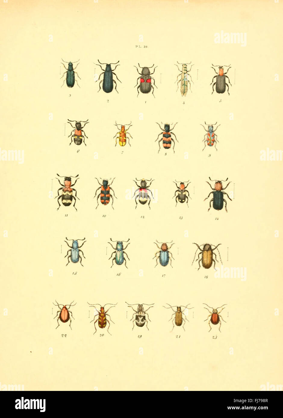 An entomological work showcasing illustrated specimens of various ...