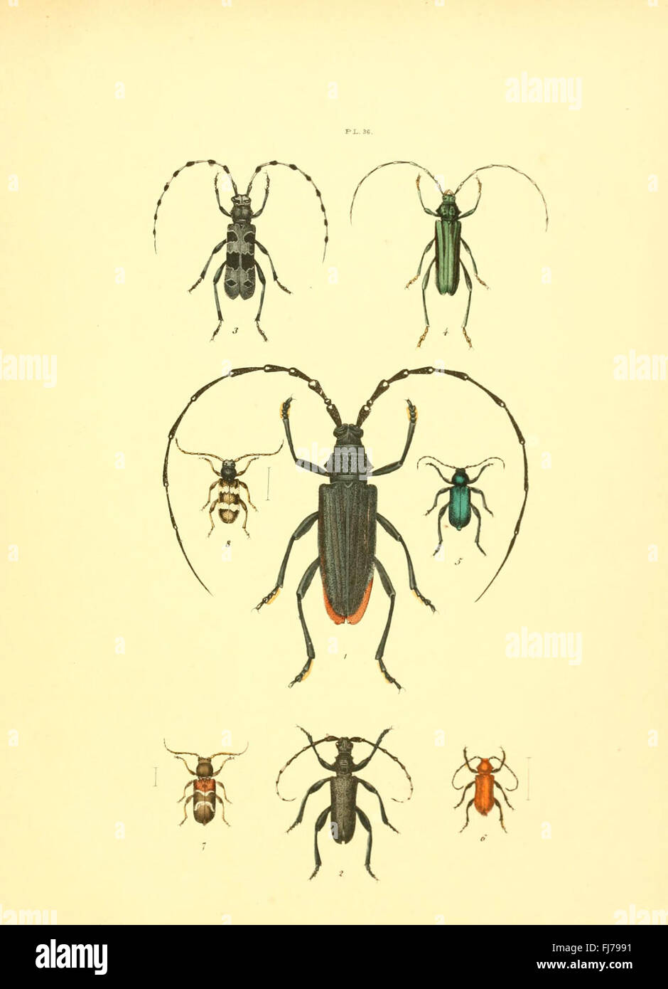 Musée Entomologique Illustré - A pictorial work on insects, featuring ...