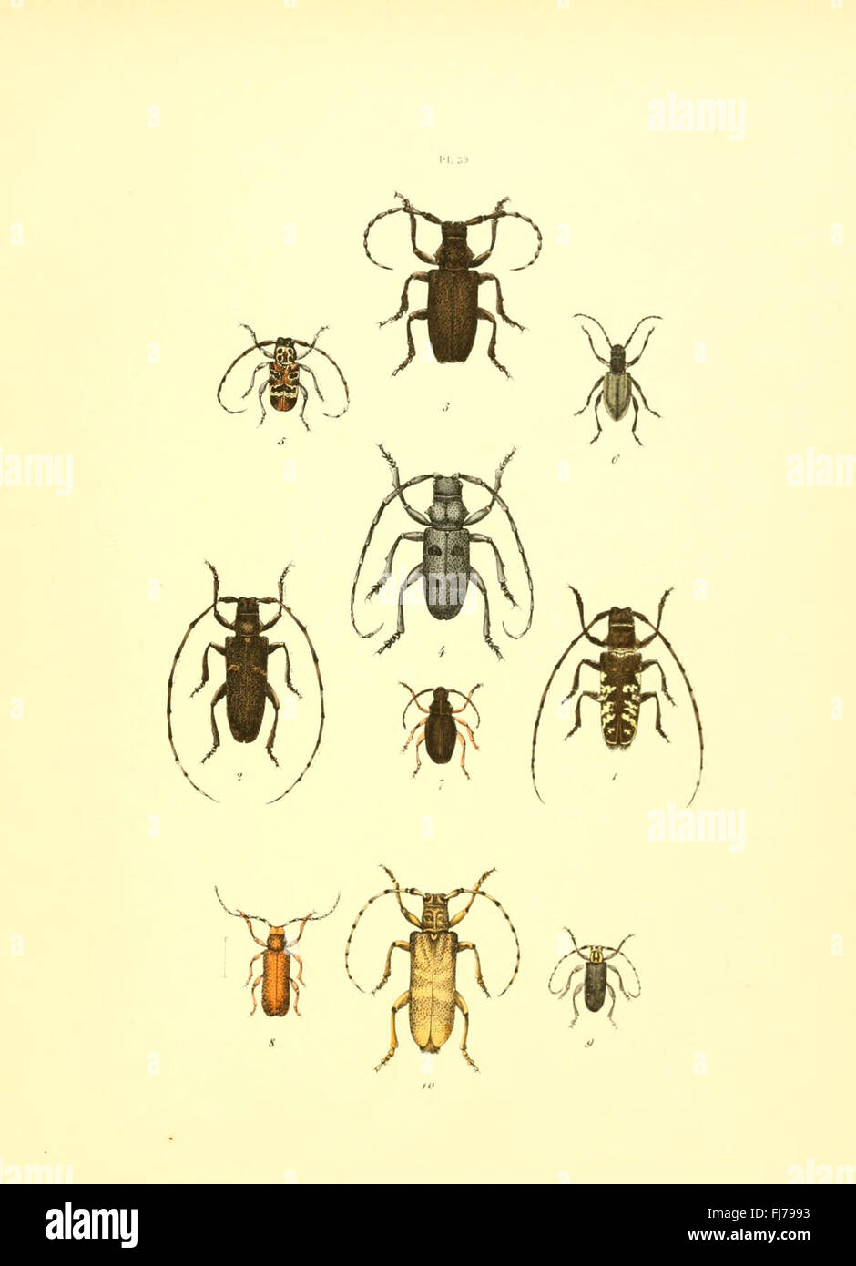 An illustrated entomological collection showcasing various species of ...
