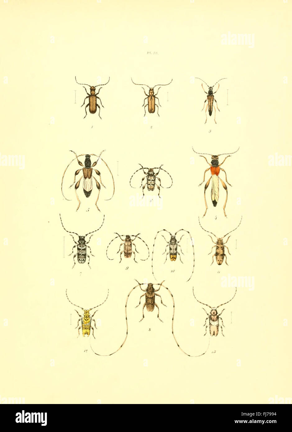 A museum collection showcasing illustrated specimens of beetles ...