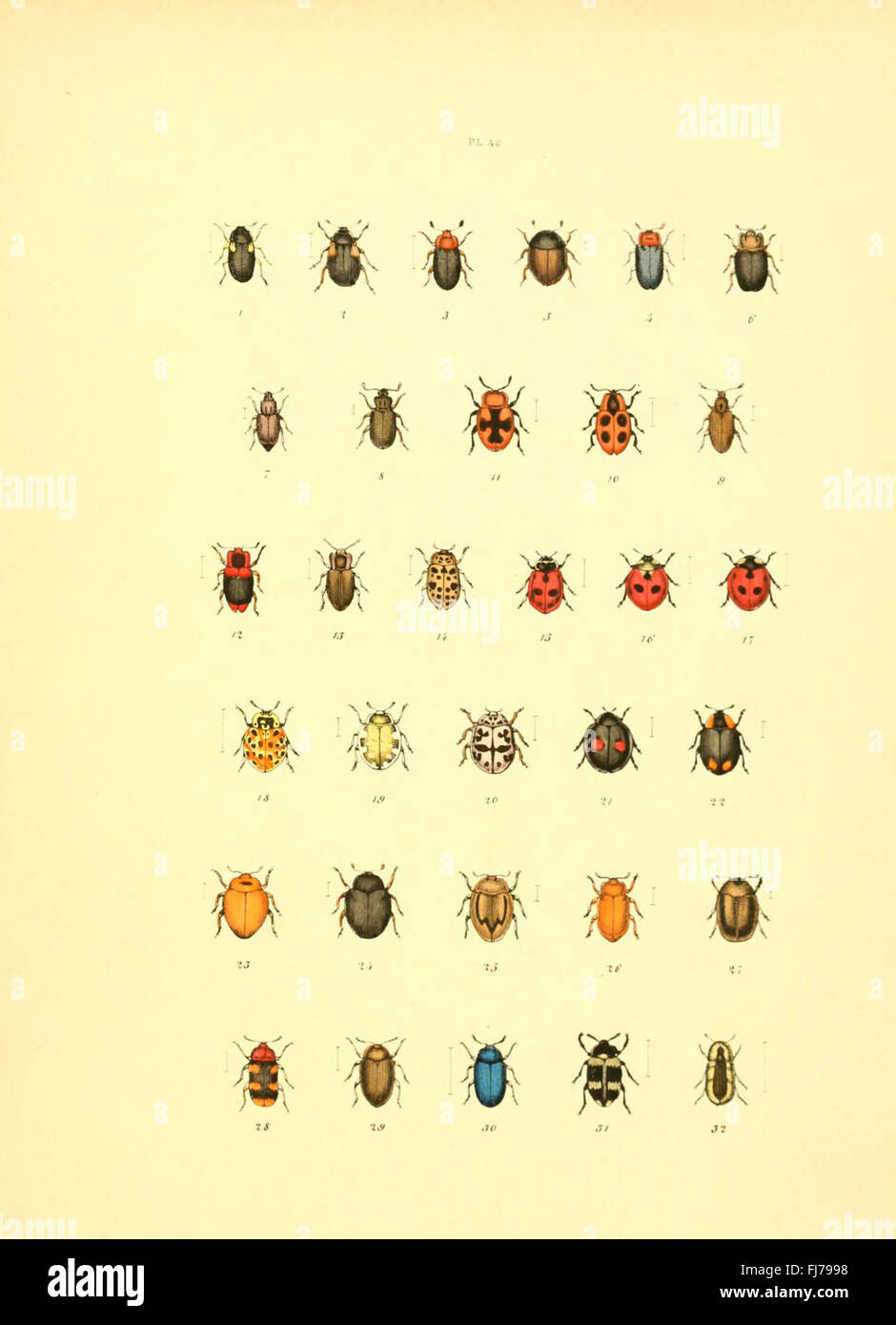 An illustrated collection of entomological studies, including various ...