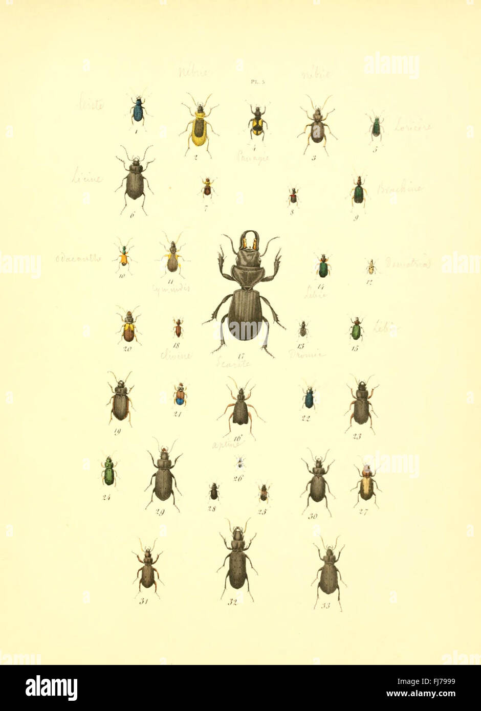 A pictorial entomological work featuring detailed illustrations of ...