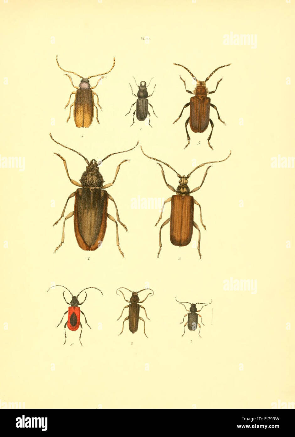 An illustrated entomological work showcasing beetles, butterflies, and ...