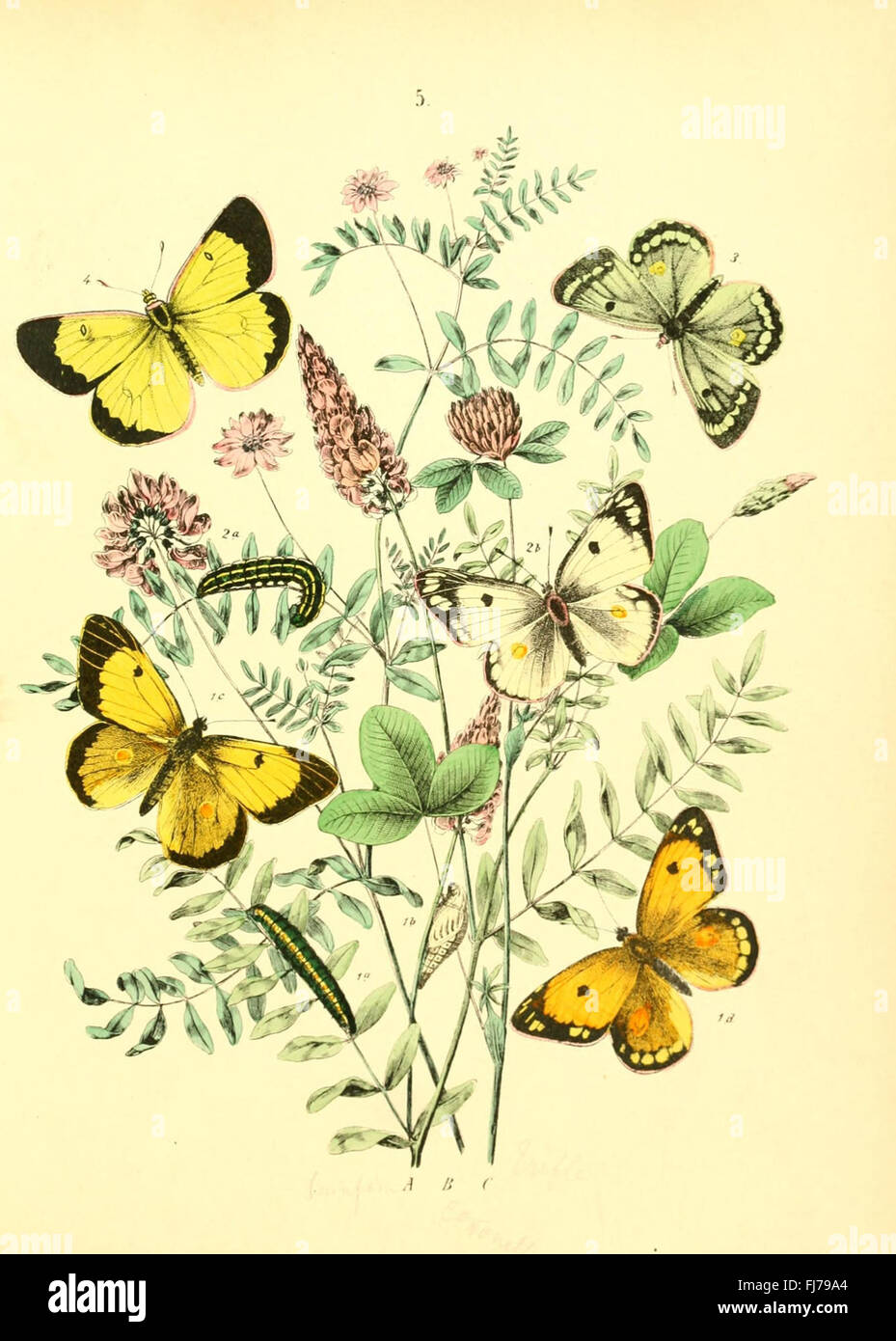 An illustrated collection of entomological specimens, including beetles ...