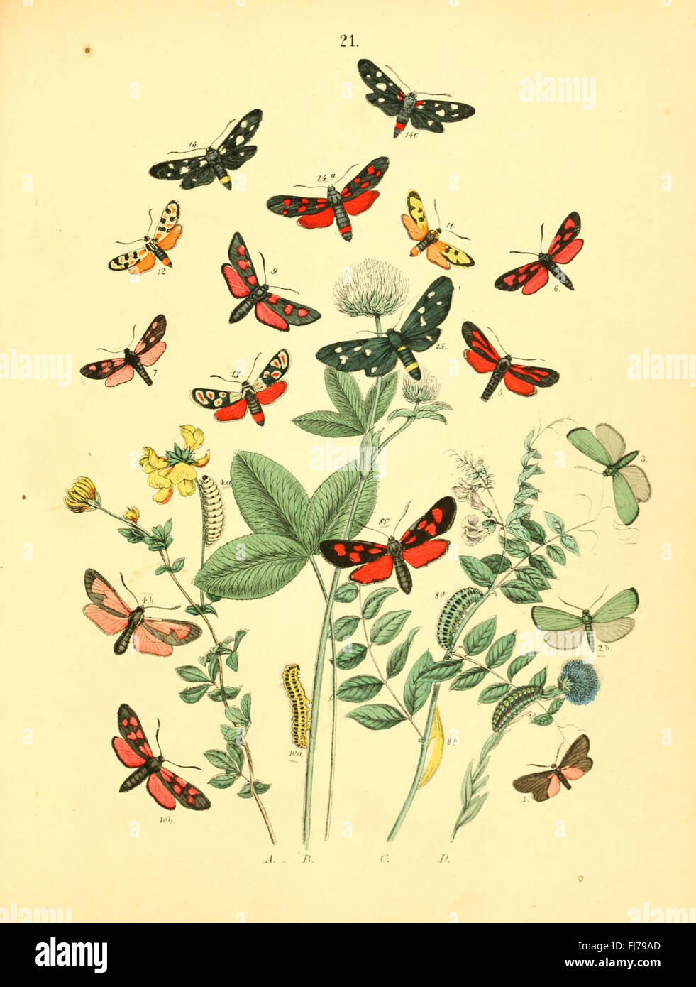An illustrated entomological work focusing on beetles and butterflies ...
