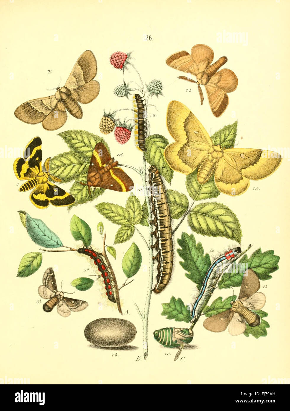 Musée entomologique illustré, a collection of insect species with ...