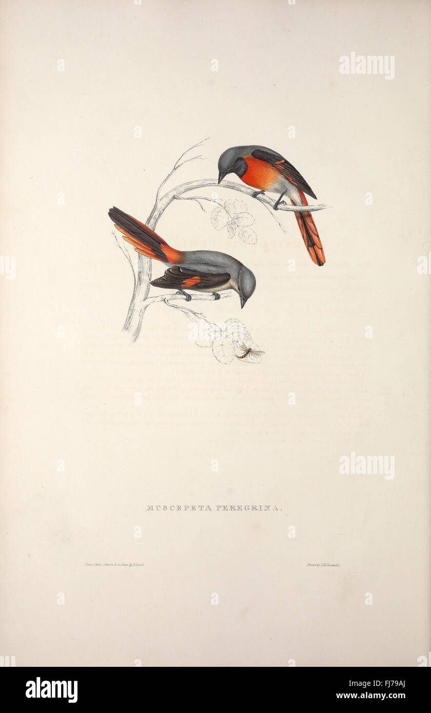 A century of birds from the Himalaya Mountains (TAB. IX): A detailed ...