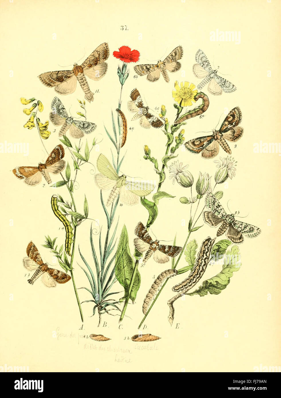 The Smithsonian Institution Libraries features a collection of ...