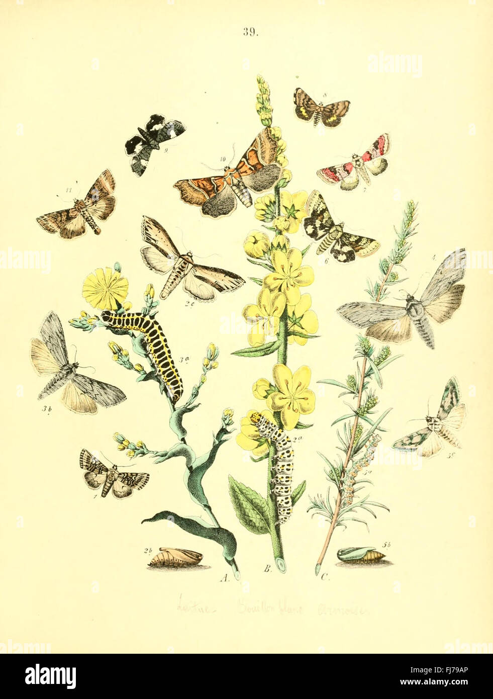 Pictorial works on insects, Smithsonian Institution Libraries Stock ...