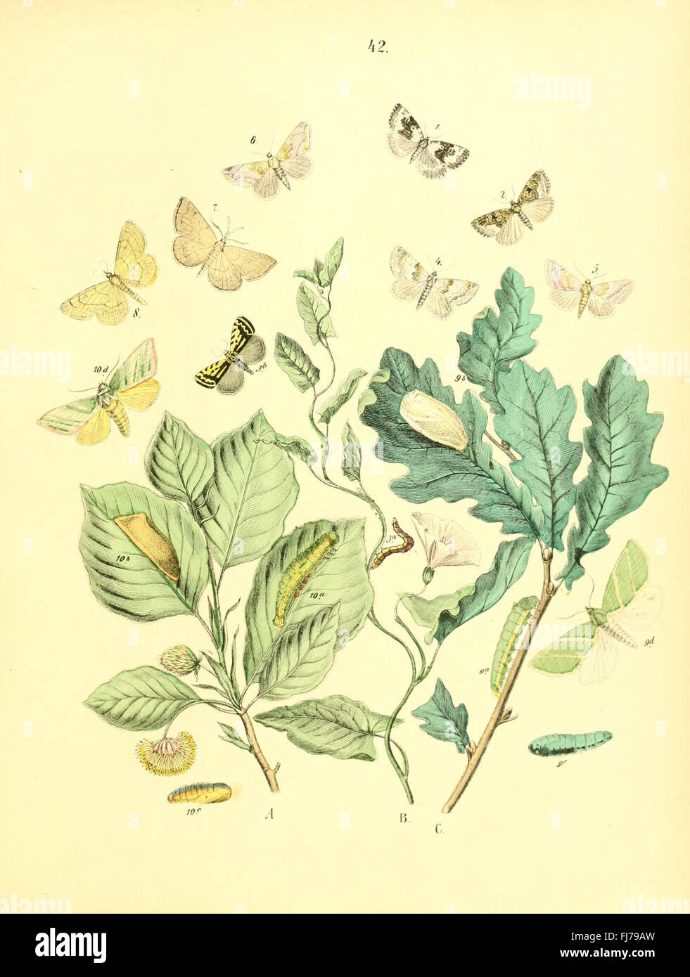 An illustrated entomological collection featuring beetles, butterflies ...