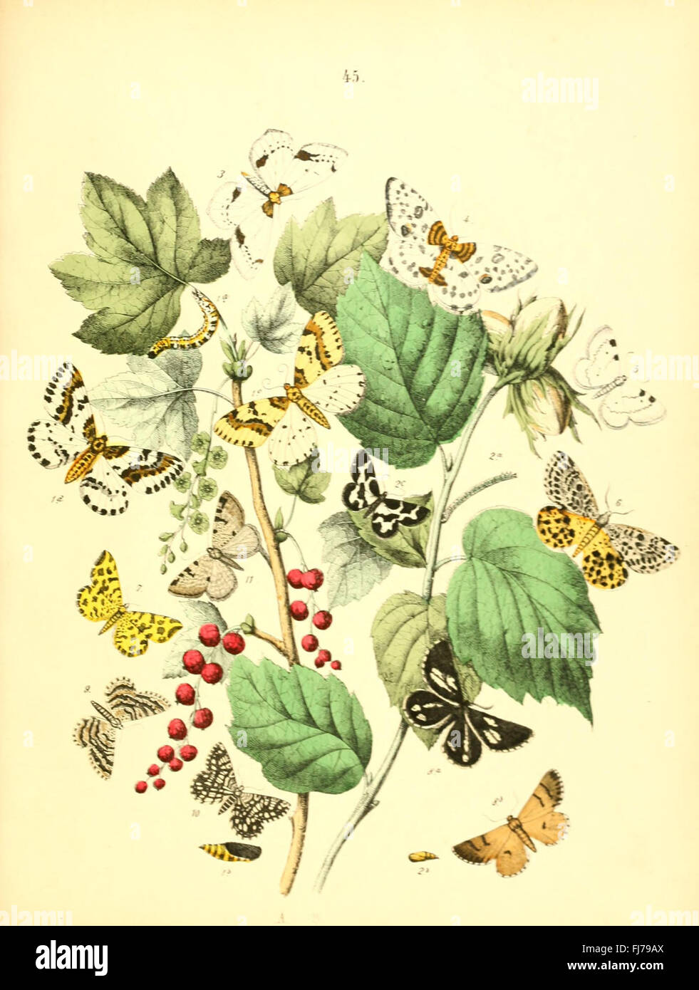 An illustrated entomological museum catalog featuring beetles and ...