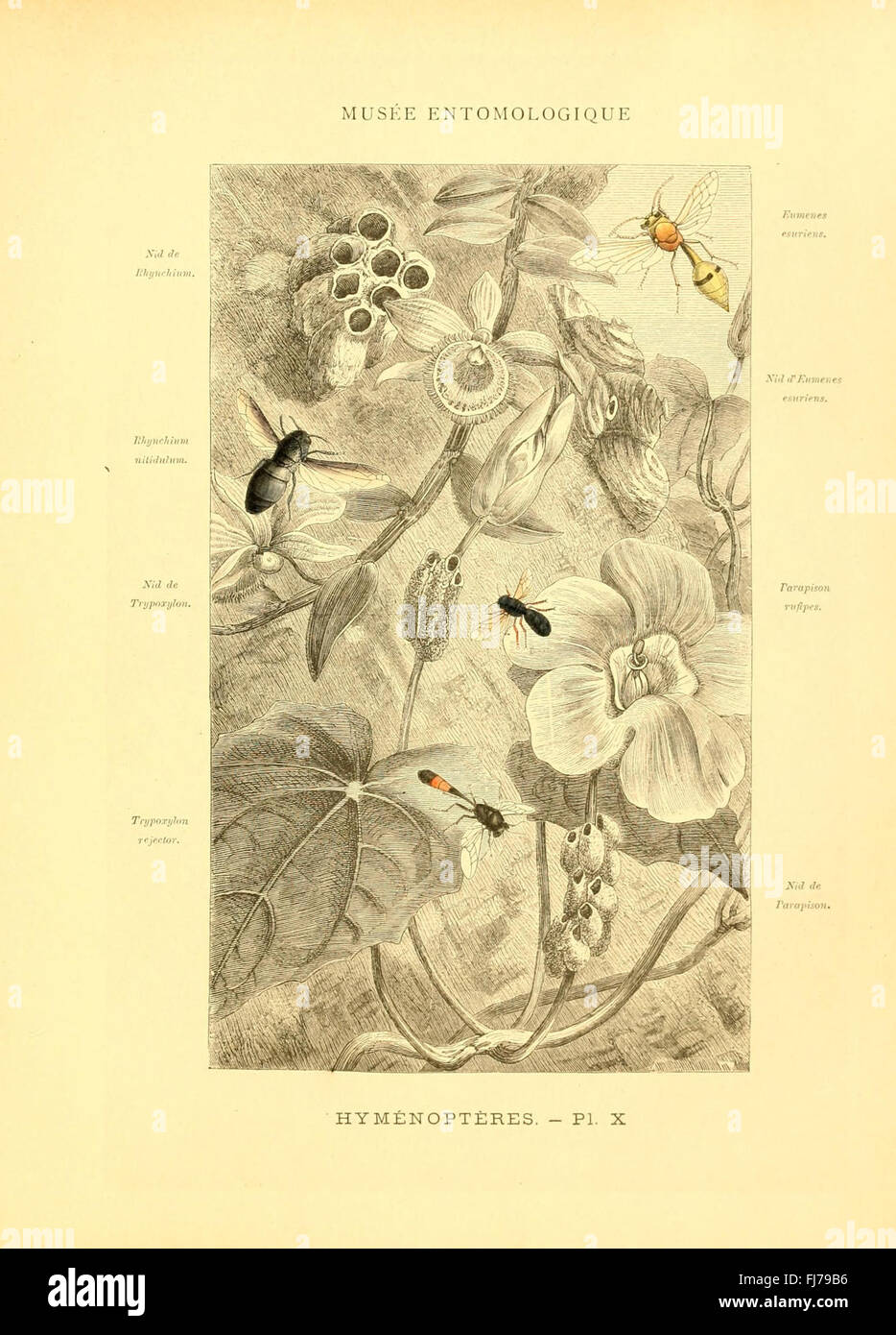 Musée Entomologique Illustré, a collection of insect illustrations ...