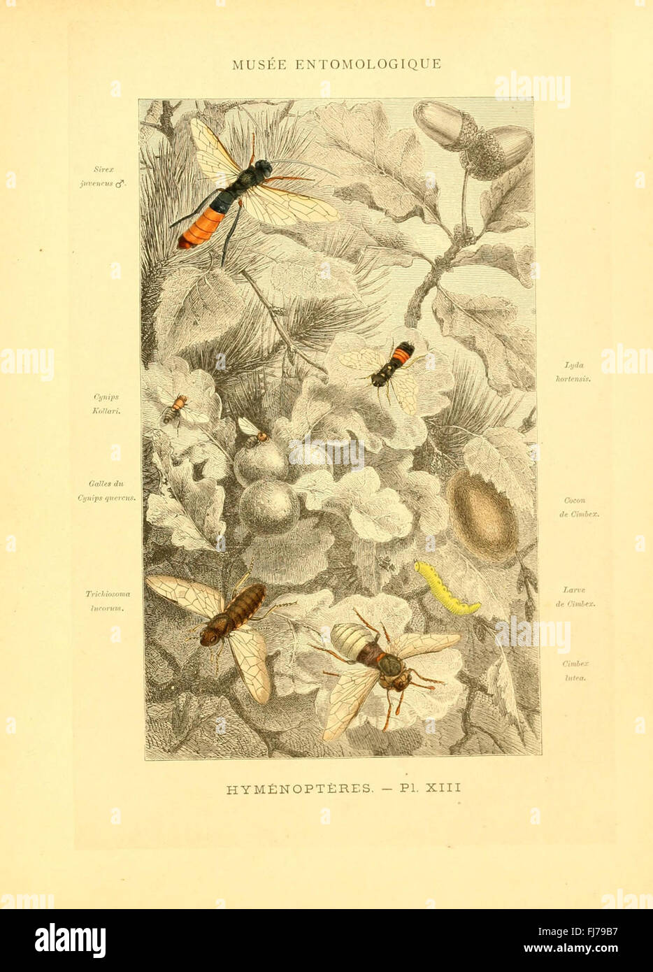 An illustrated entomological work showcasing various insects, including ...