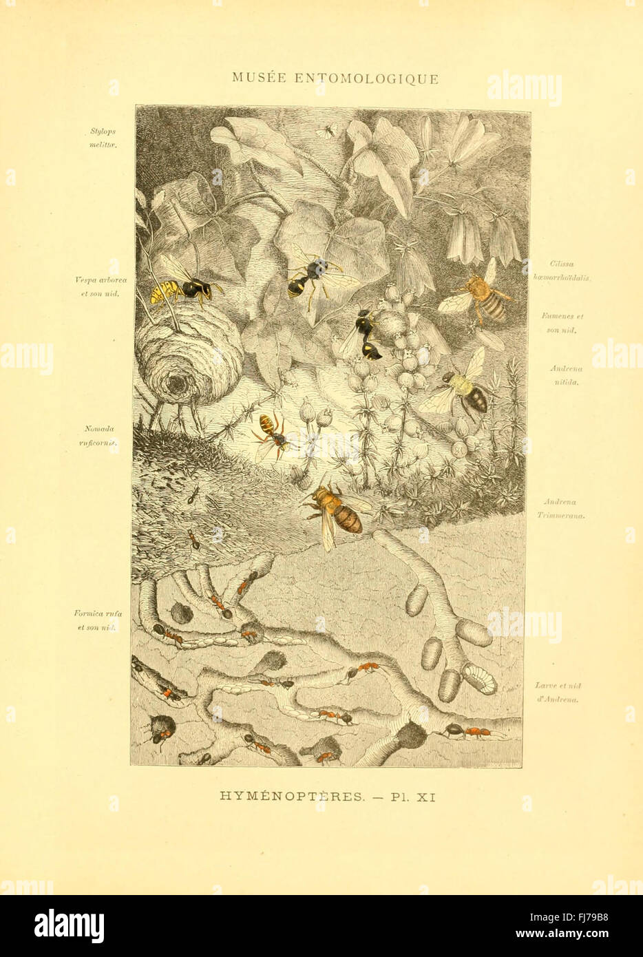 An illustrated entomological work showcasing various insect species ...