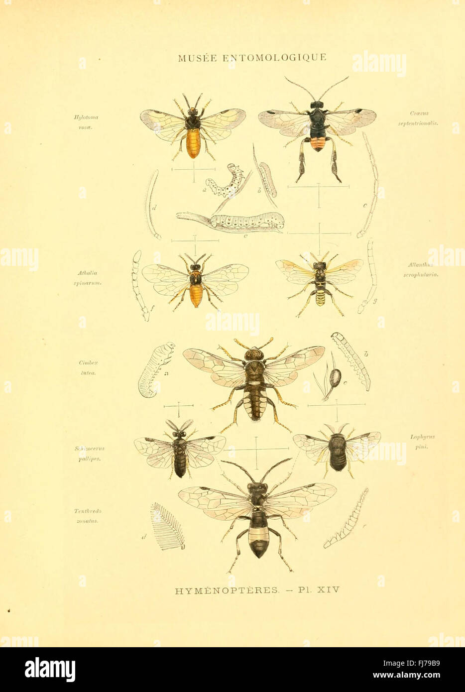 Illustrated entomological museum featuring a collection of beetles and ...