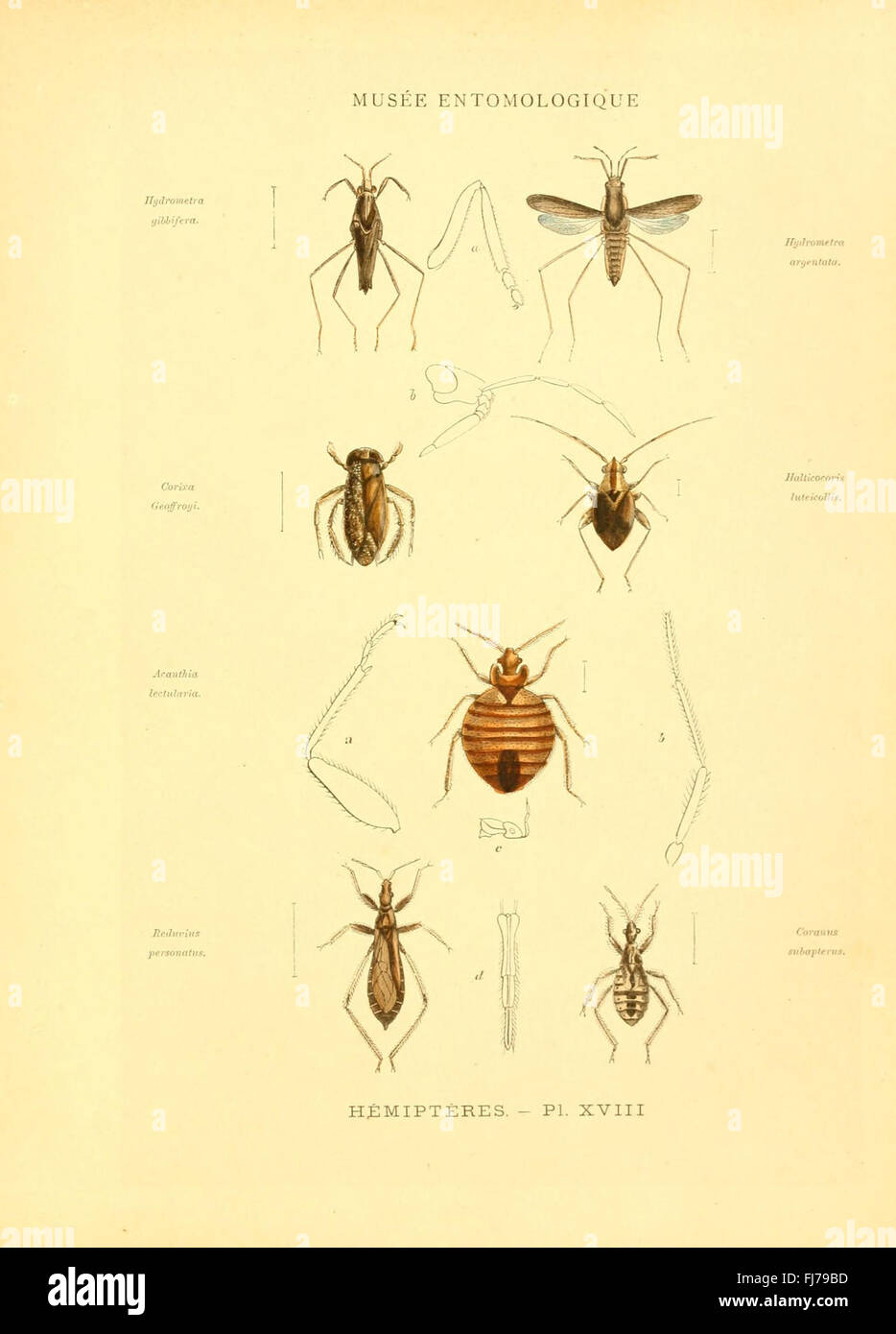 An illustrated entomological museum collection, showcasing various ...