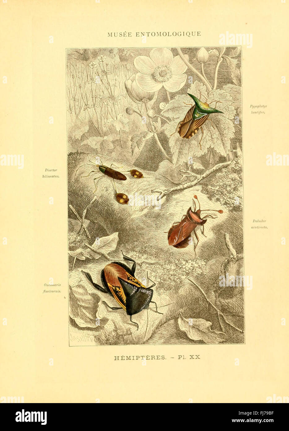 Variety of illustrated insects hi-res stock photography and images - Alamy