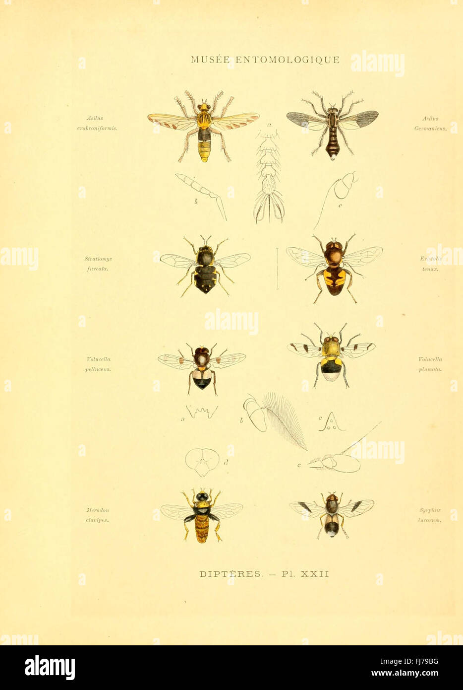 Illustrated entomological collection showcasing beetles, butterflies ...