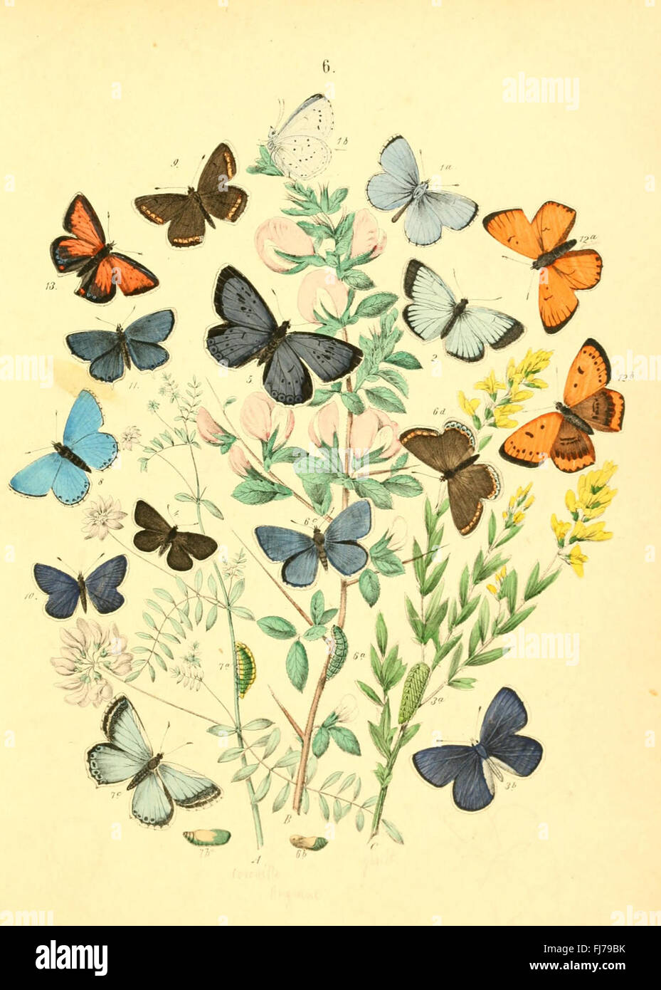 Detailed collection of various species of beetles hi-res stock ...