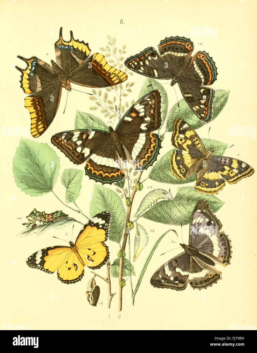 An illustrated entomological museum collection, showcasing beetles ...