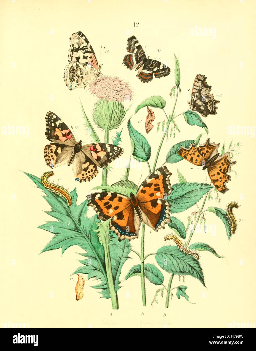 An illustrated entomological collection featuring beetles, butterflies ...