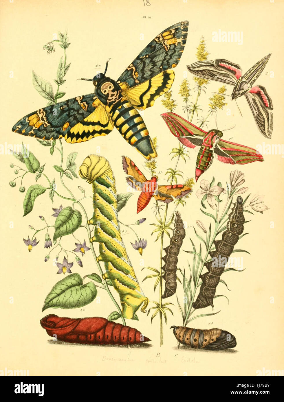 An illustrated work showcasing various species of beetles and ...
