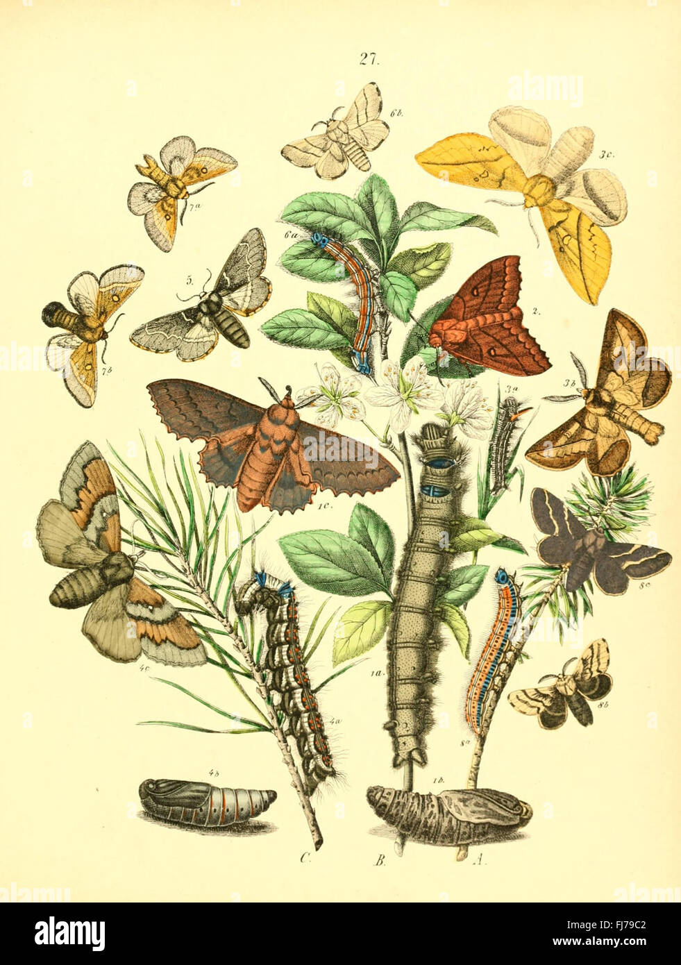 An illustrated entomological collection featuring beetles, butterflies ...