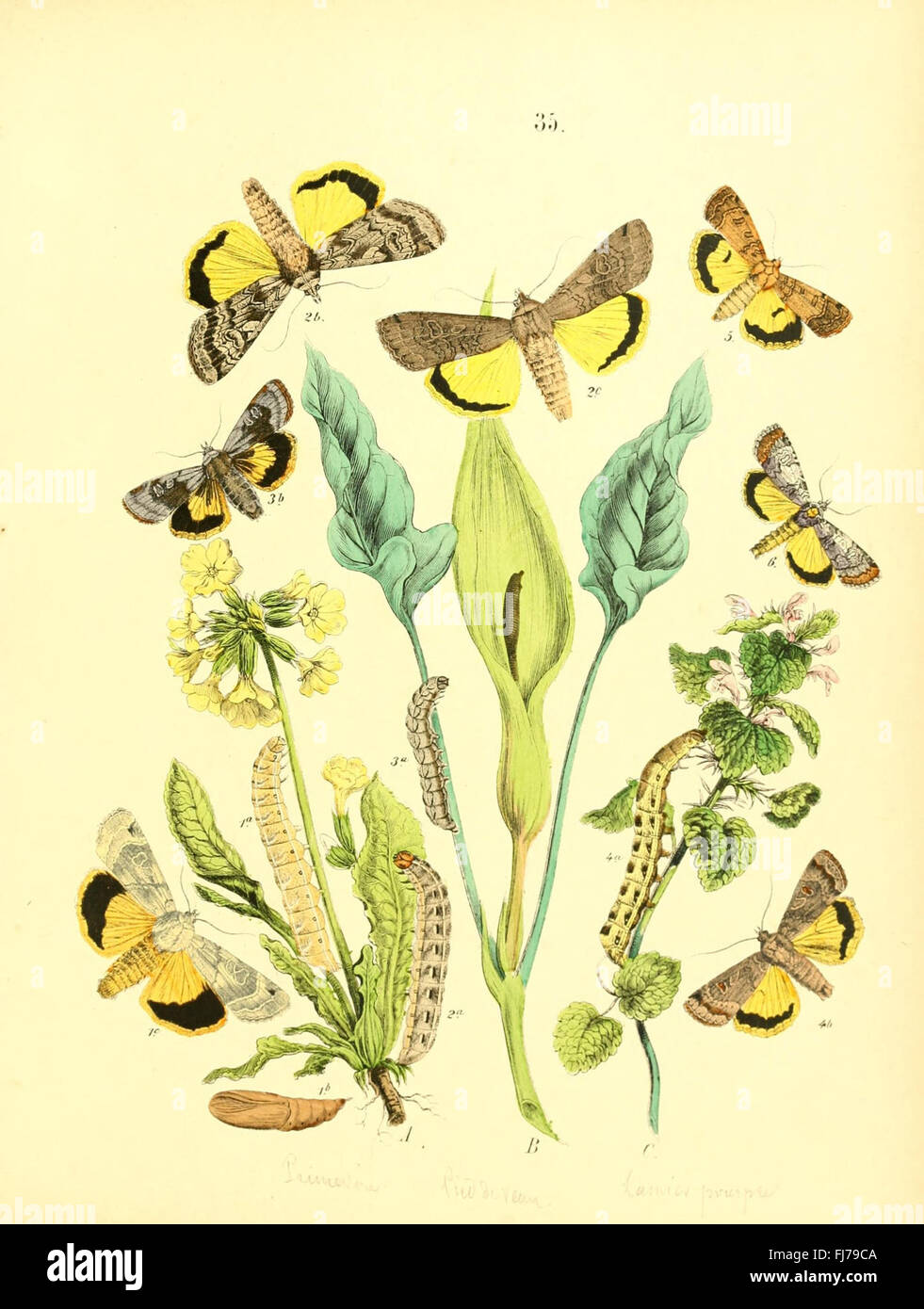 Detailed depictions of beetles hi-res stock photography and images - Alamy