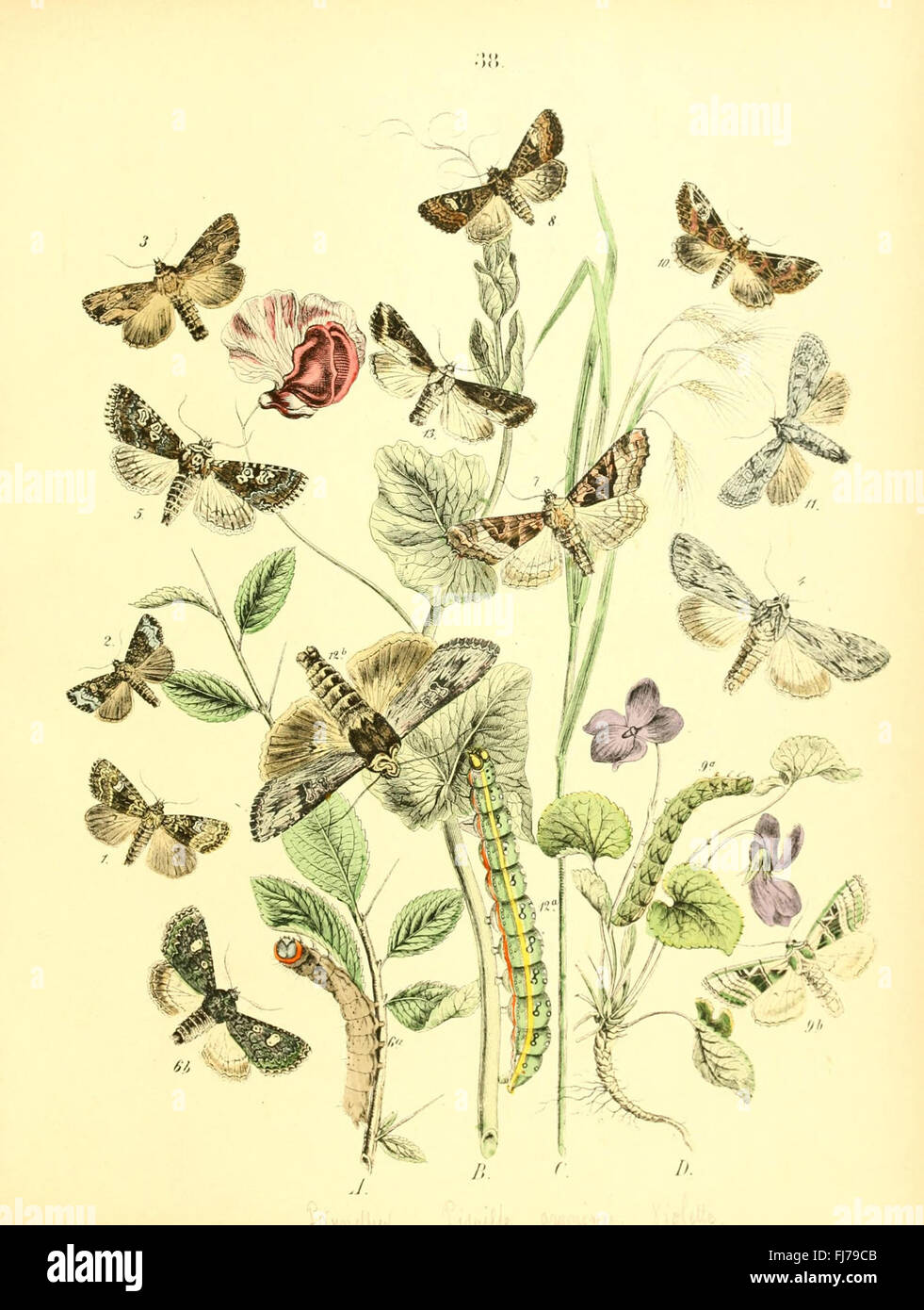 An illustrated entomological work focusing on beetles and butterflies ...