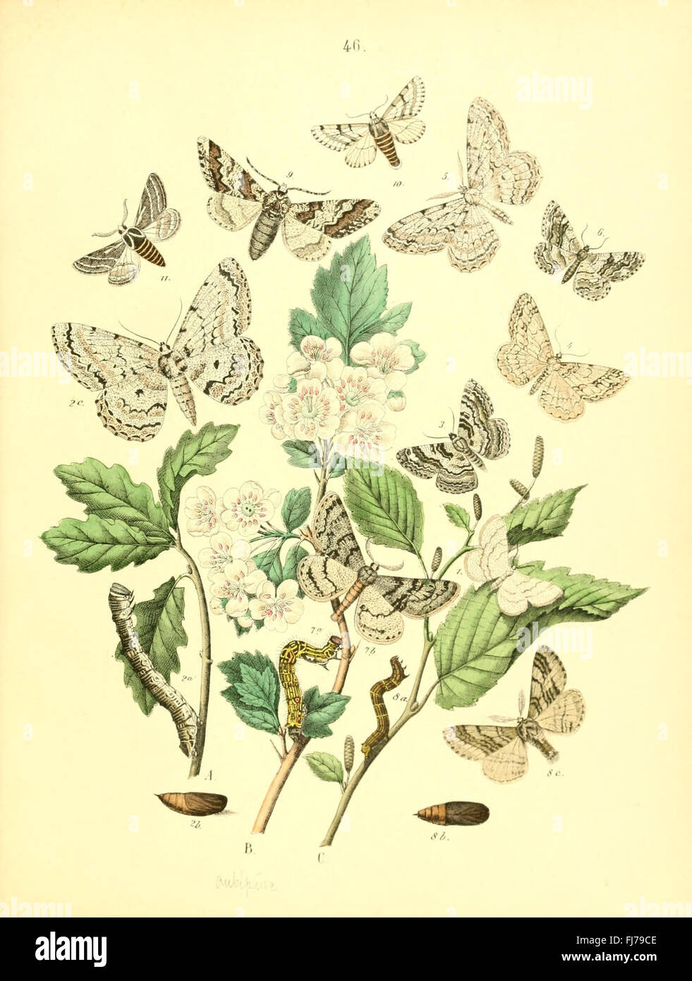 An illustrated entomological collection focusing on beetles and ...