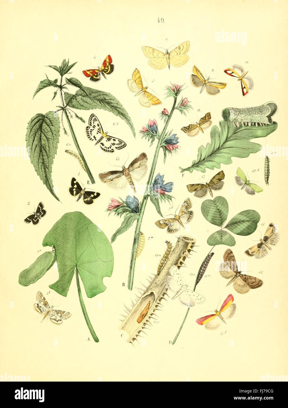 An illustrated collection of entomological studies, featuring beetles ...