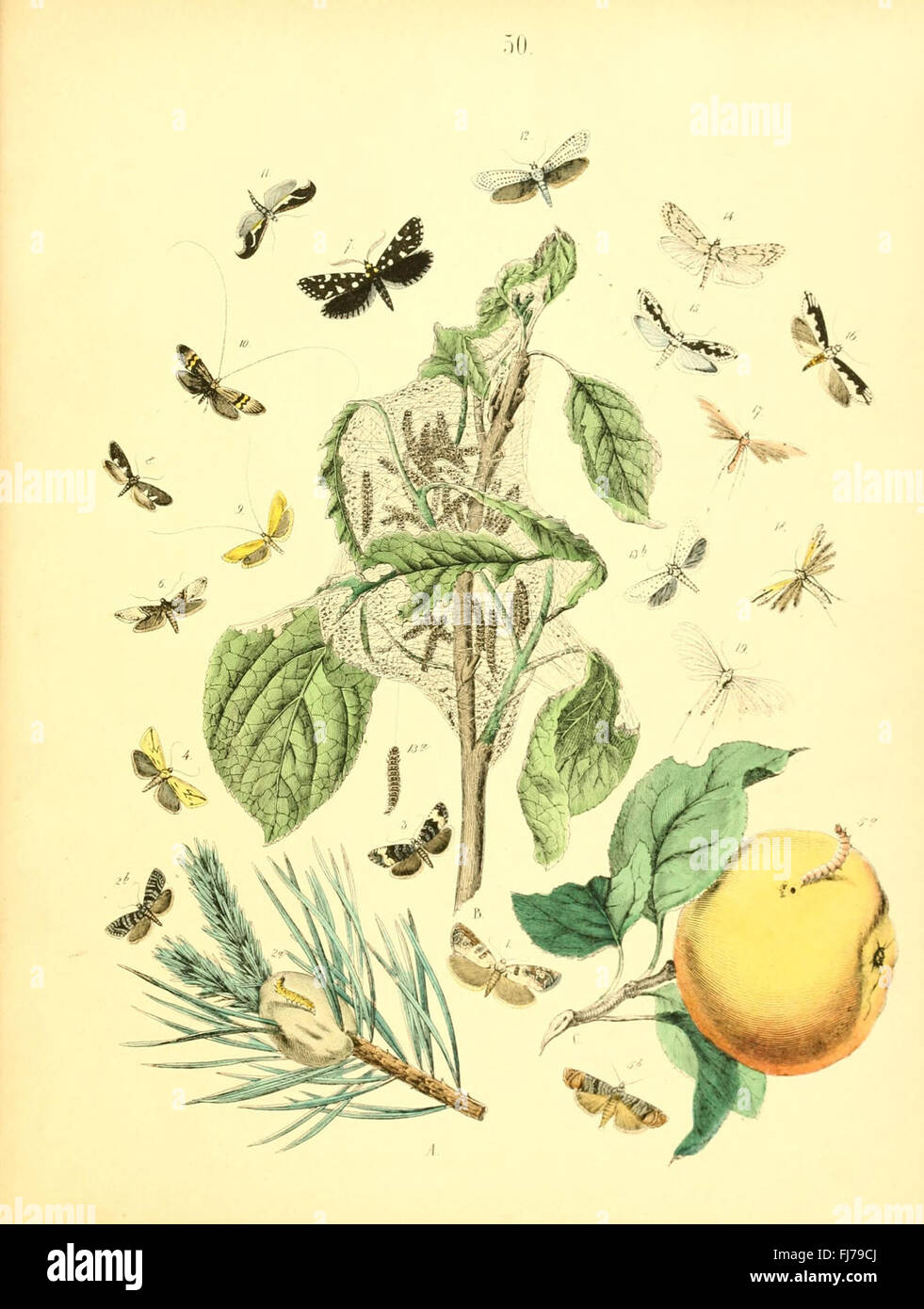 Illustrated entomological museum, featuring beetles and butterflies ...