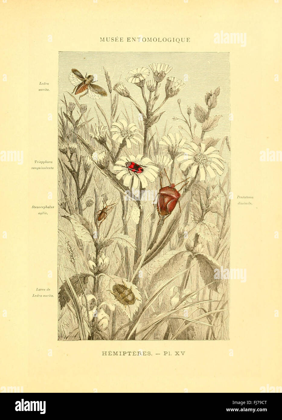 Illustrated entomological collection showcasing beetles, butterflies ...