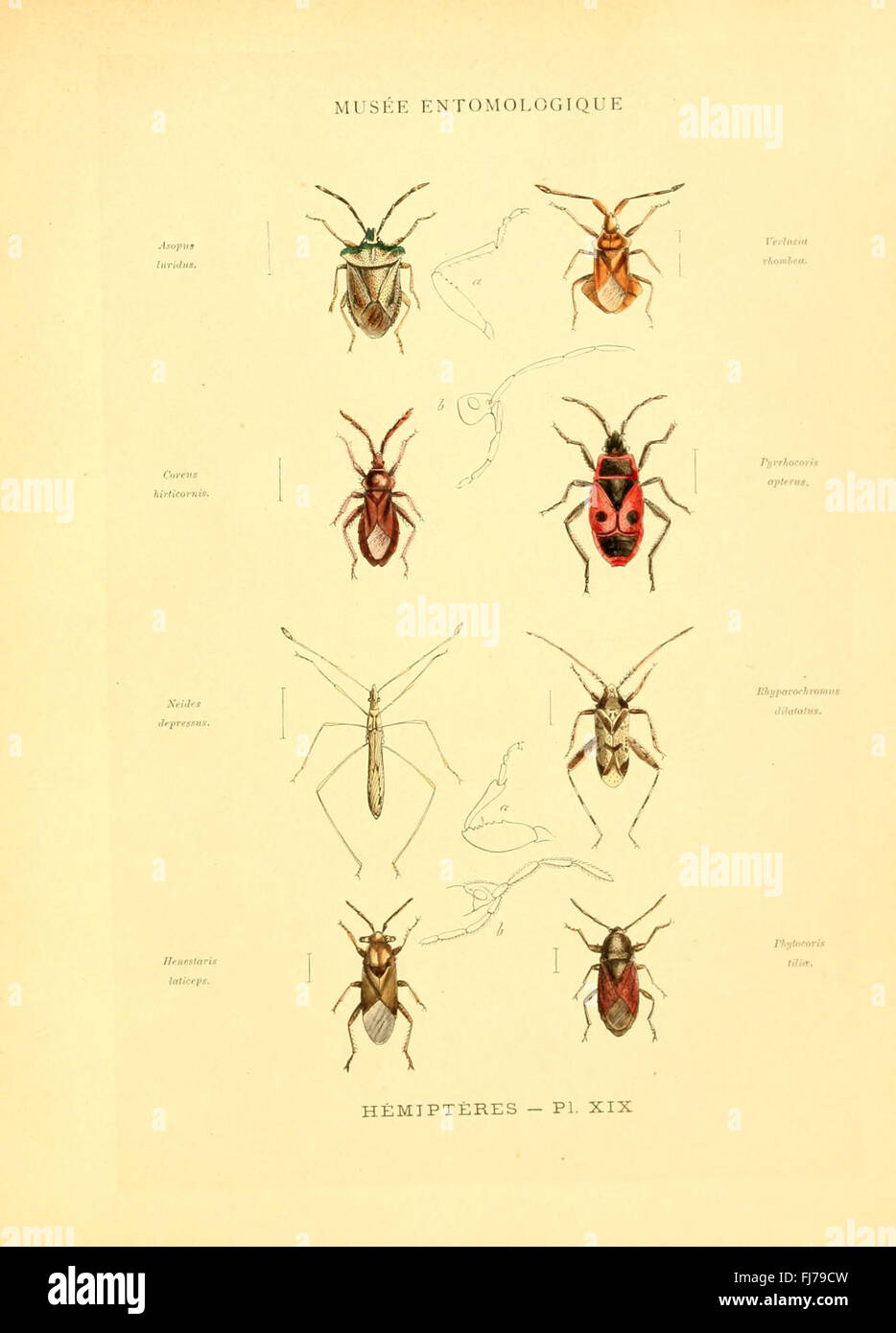 An illustrated collection featuring beetles, butterflies, and other ...