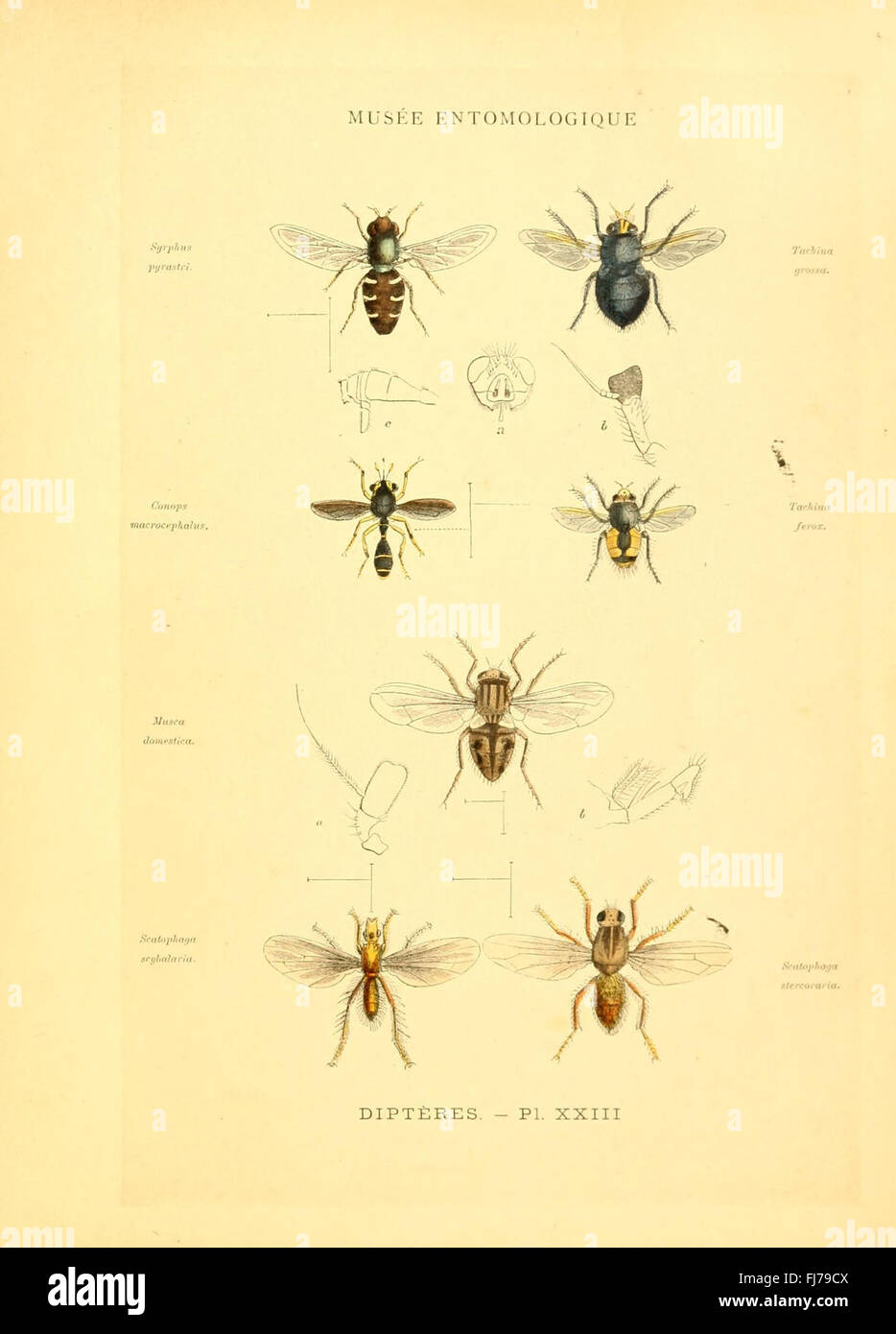 An illustrated entomological museum collection, featuring detailed ...