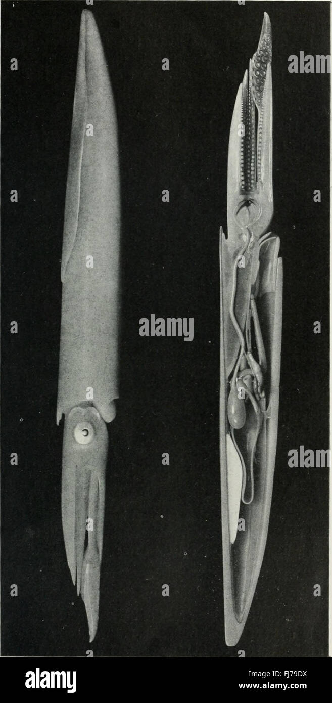 A work documenting natural history from the early 20th century ...