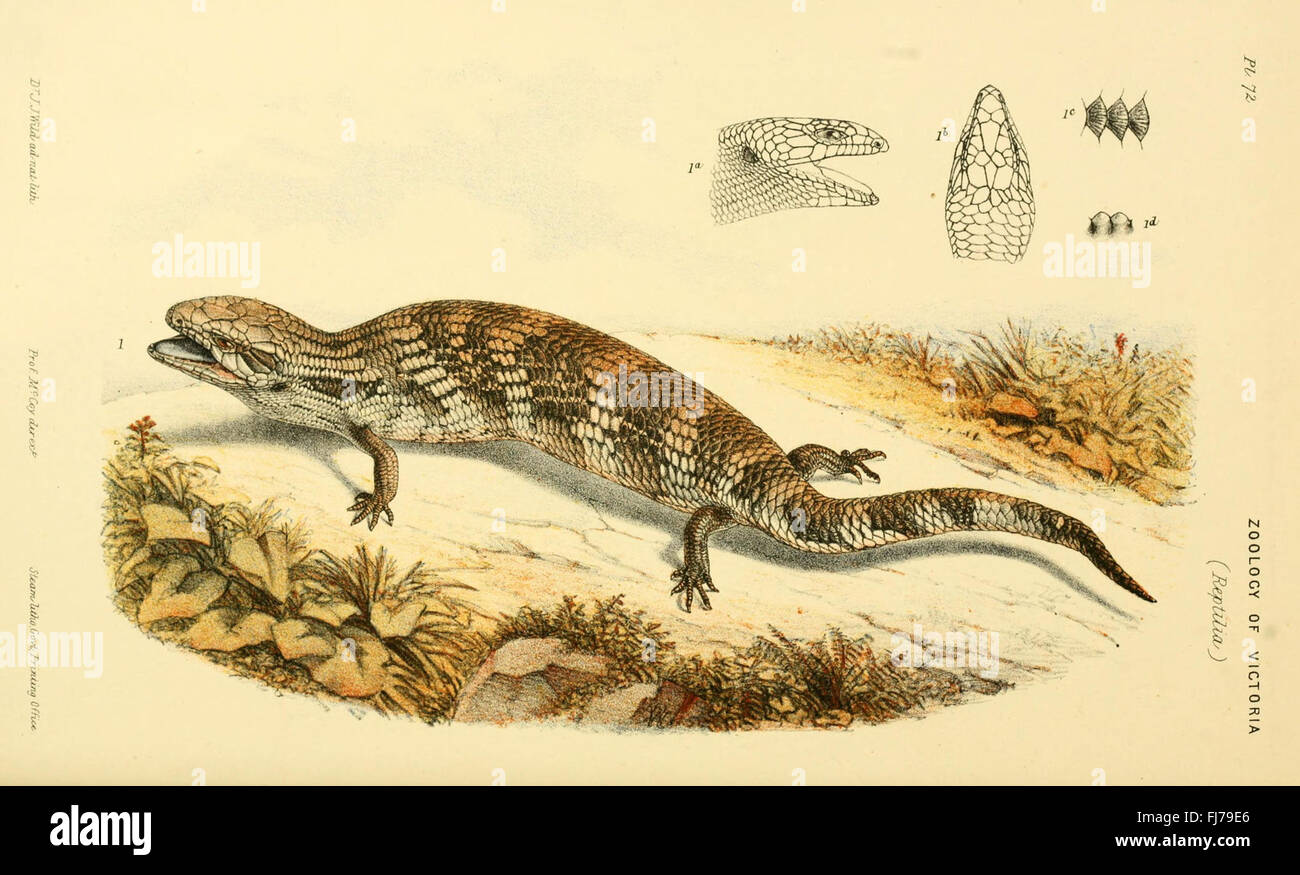 Natural history of Victoria Stock Photo - Alamy