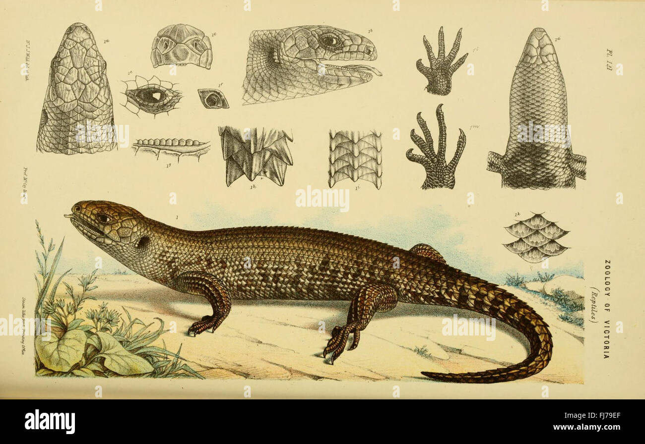 A comprehensive zoological study on the wildlife of Victoria, Australia ...