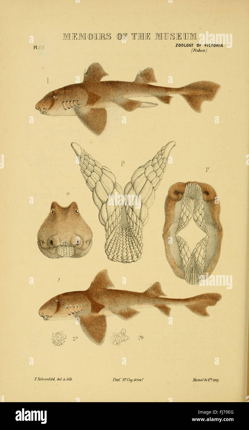 Natural history of Victoria Stock Photo - Alamy