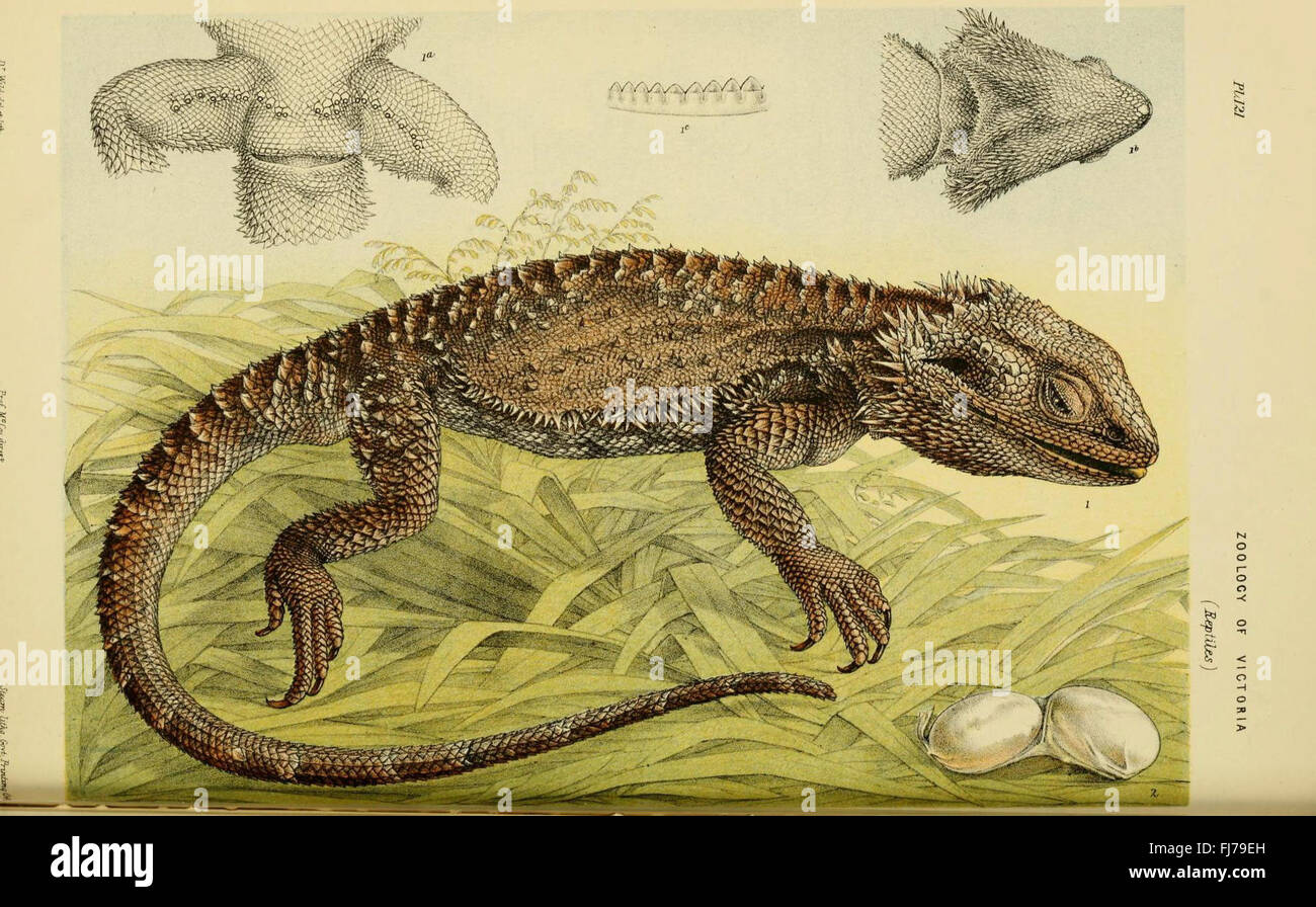 Natural history of Victoria, Australia, Victoria, Zoology Stock Photo ...